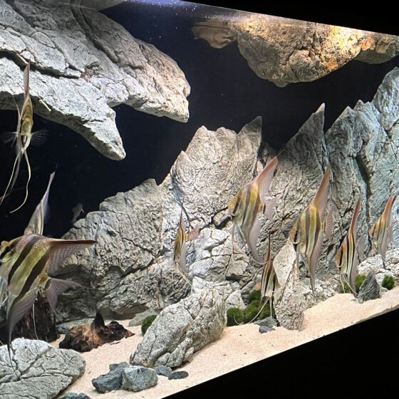 Altum Angelfish aquarium 200x70 cm with Lege Artis Modules Set
